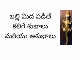 Balli sastram : బల్లి శరీరంపై ఏ భాగంలో పడితే ఎలాంటి అనర్ధాలు జరుగుతాయి ...