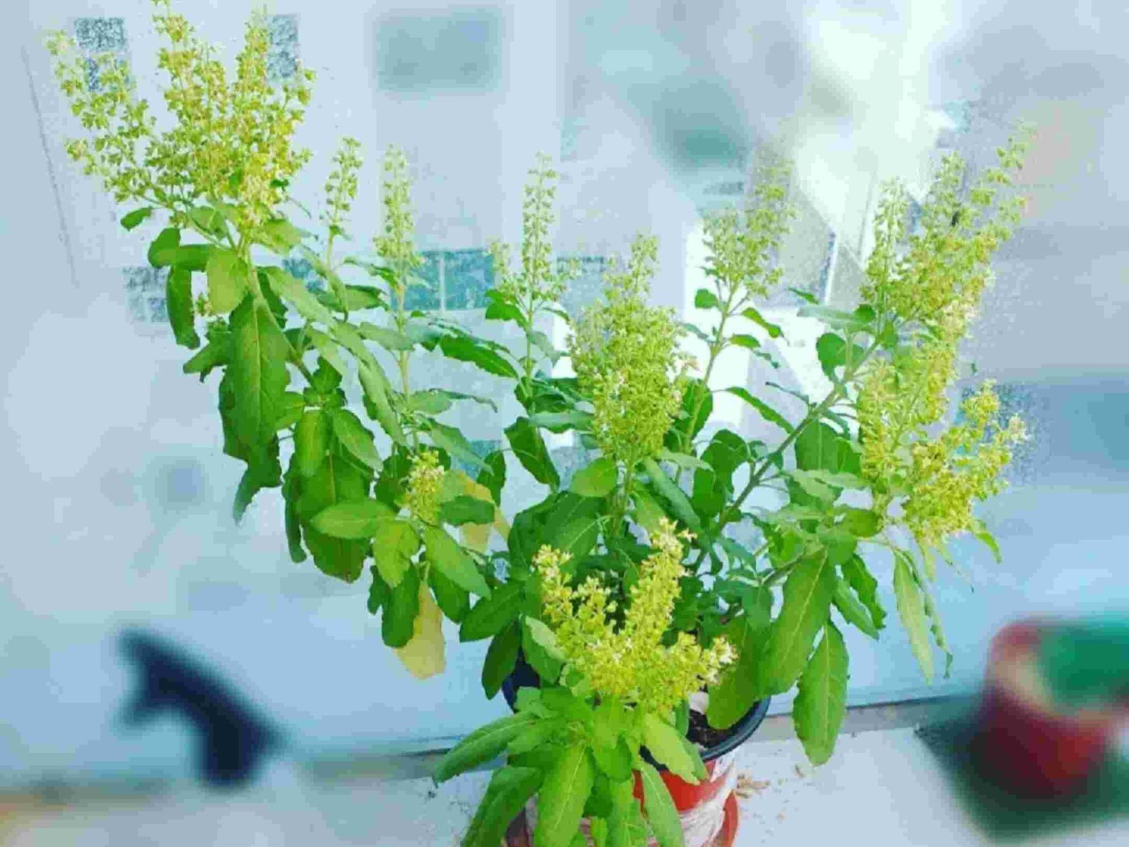 Basil Leaves In Telugu Telugusitara Basil Leaves In Telugu Telugusitara