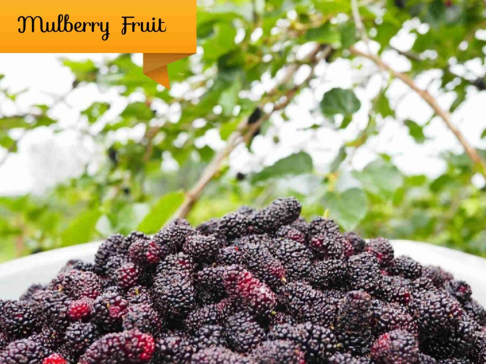 mulberry fruit : మల్బరీ పండ్ల తో ఆరోగ్య ప్రయోజనాలు - Telugusitara