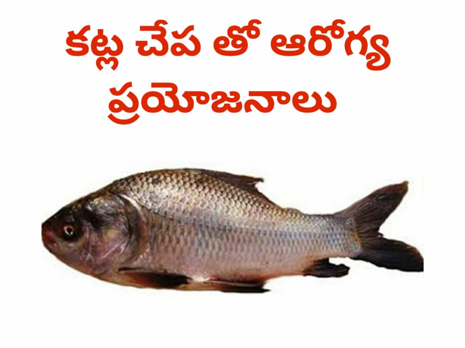 Katla fish : కట్ల చేపతో ఆరోగ్య ప్రయోజనాలు - Telugusitara