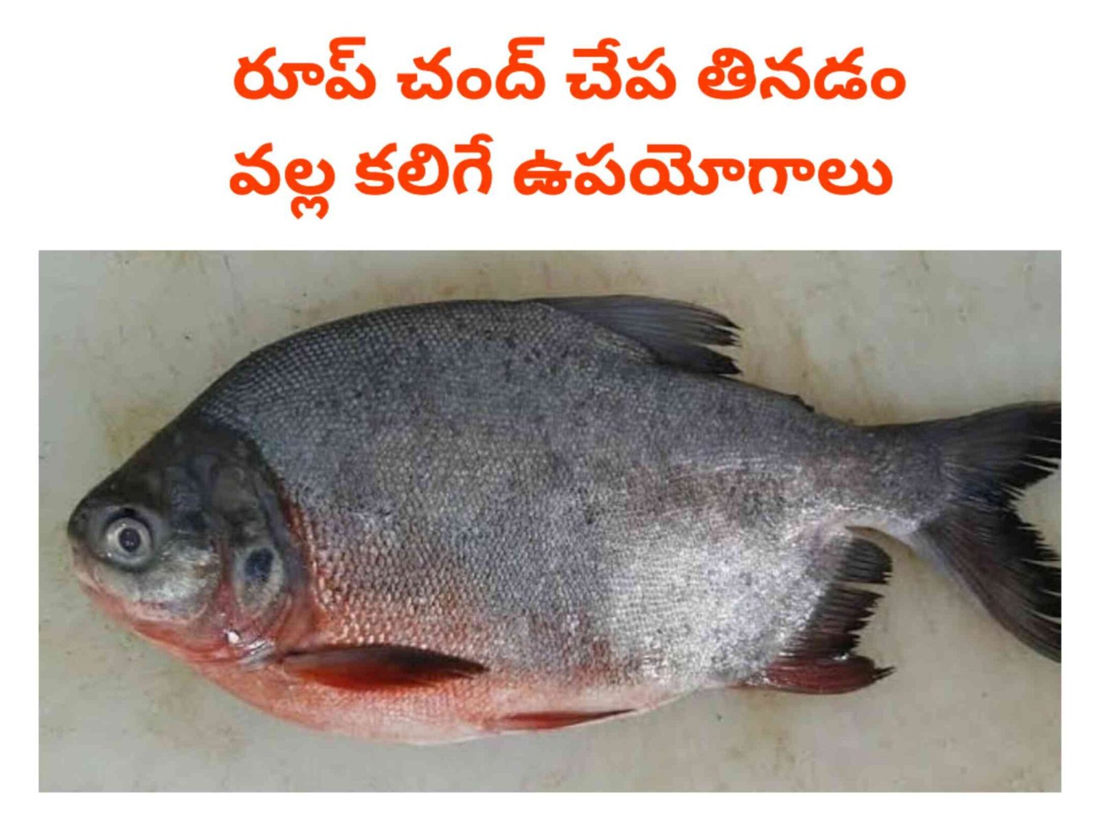 Roopchand fish : రూప్ చంద్ చేప తినడం వల్ల కలిగే ఆరోగ్య ప్రయోజనాలు ...