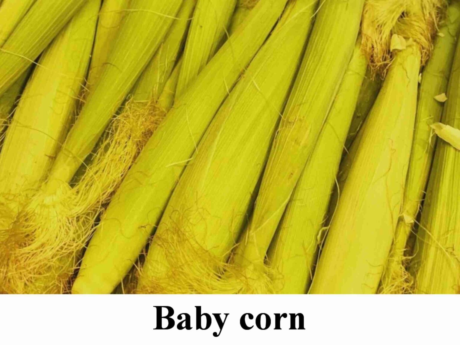 Baby corn : బేబీ కార్న్ తిని ఆరోగ్యంగా ఉండండి - Telugusitara