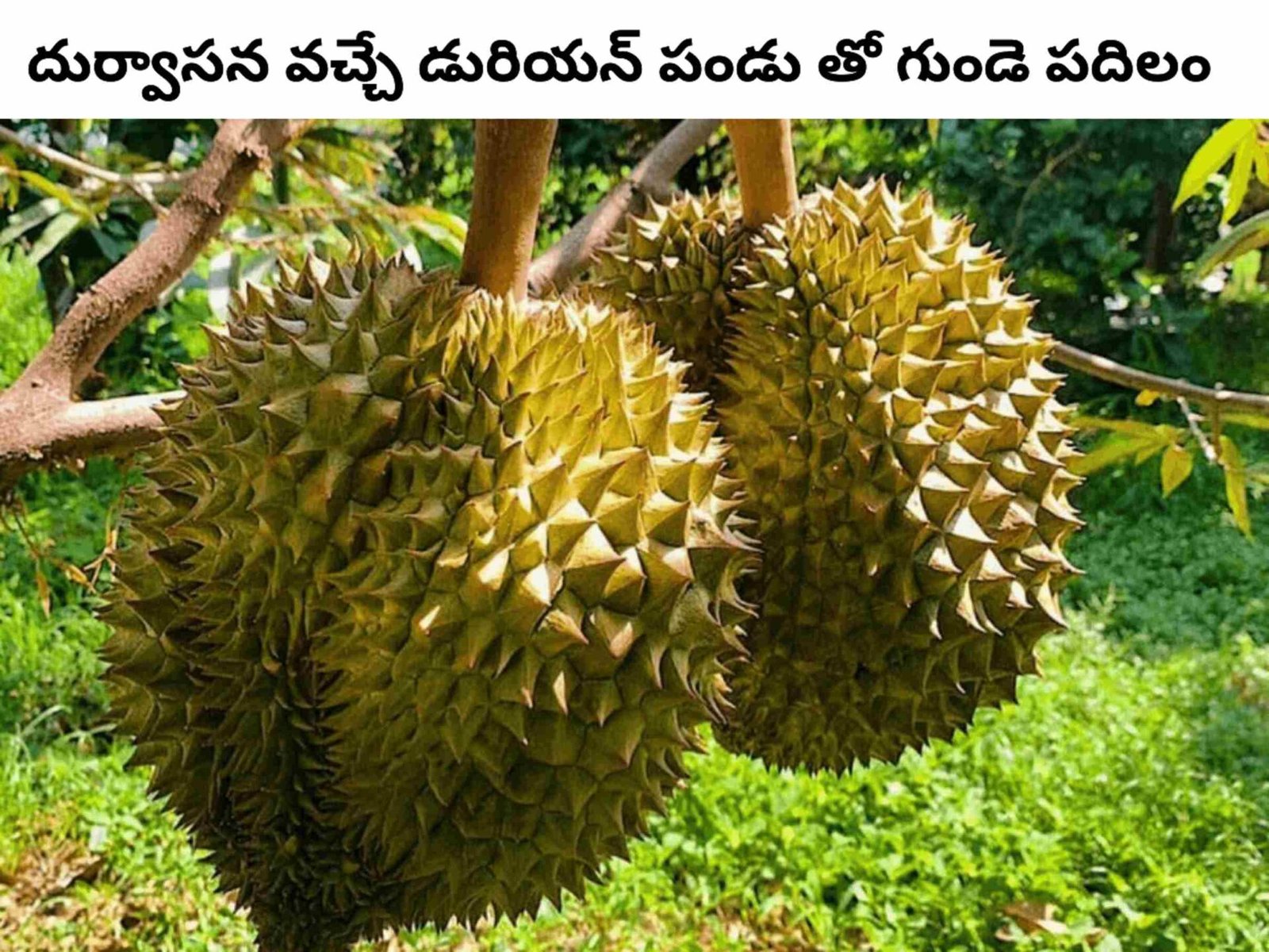 Durian fruit : దుర్వాసన వచ్చే పండుతో ఆరోగ్య ప్రయోజనాలు - Telugusitara
