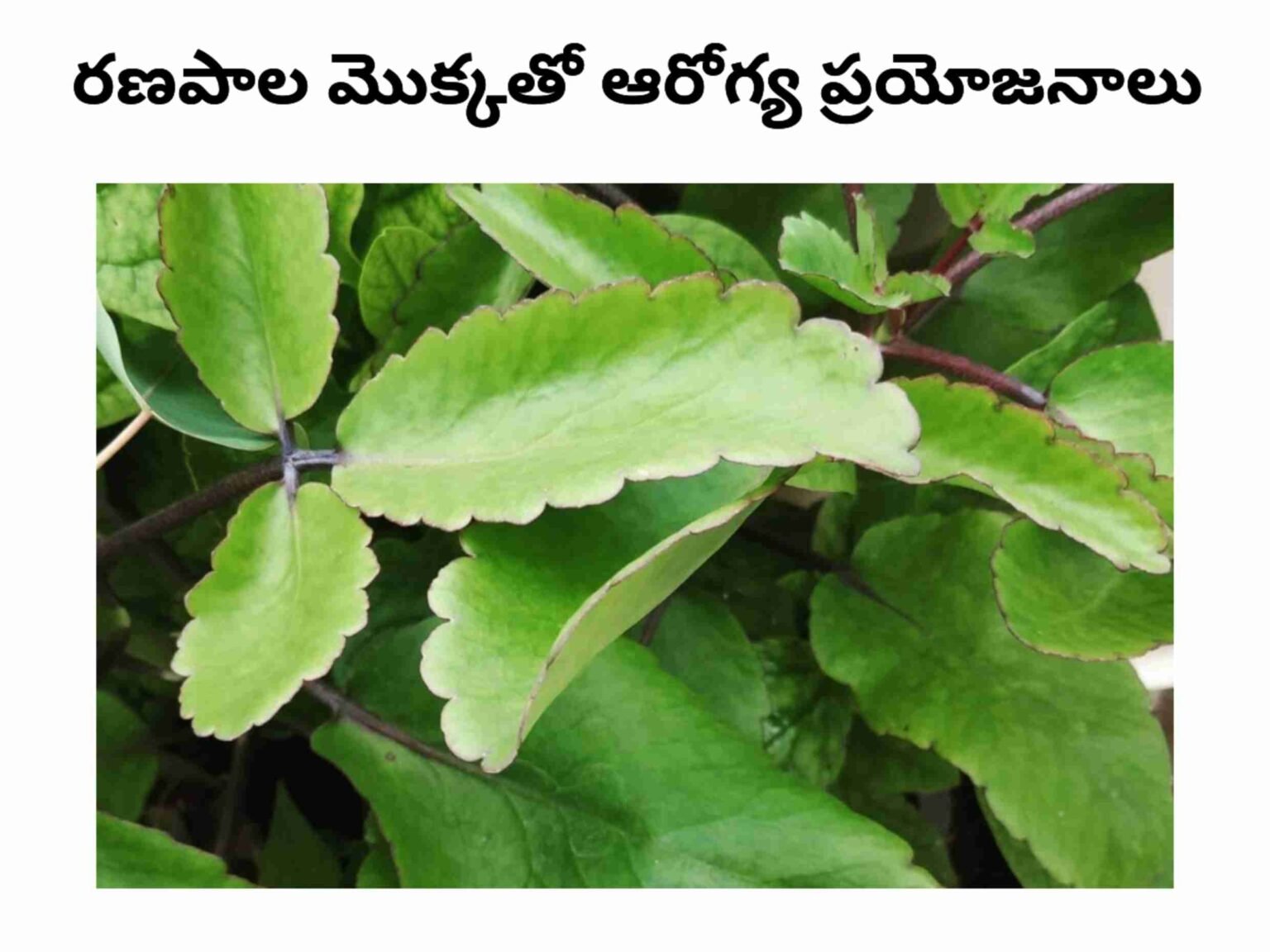 Ranapala plant benefits : రణపాల మొక్కతో ఆరోగ్య ప్రయోజనాలు - Telugusitara