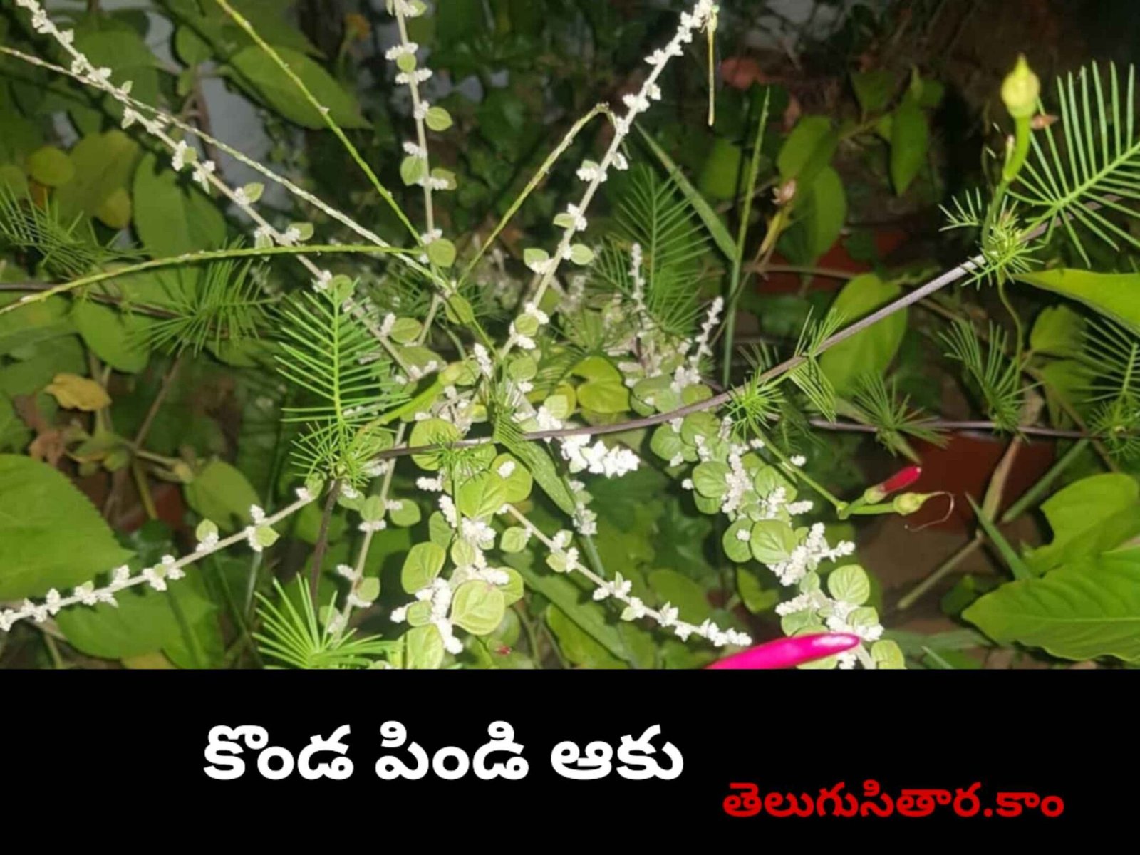 Konda pindi aaku : కొండ పిండి ఆకు తో కిడ్నీ లో రాళ్లకు చెక్ - Telugusitara