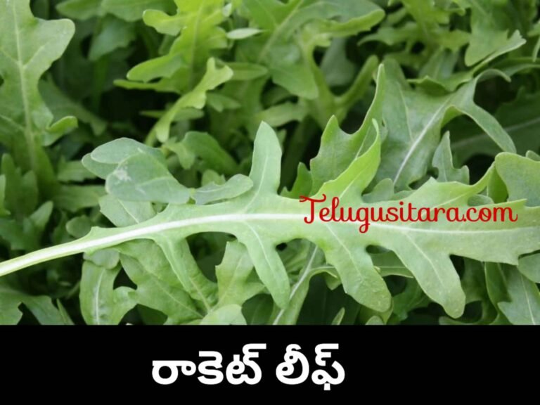 Rocket leaves : రాకెట్ లీఫ్ తో హార్ట్ ఎటాక్ కి చెక్ - Telugusitara